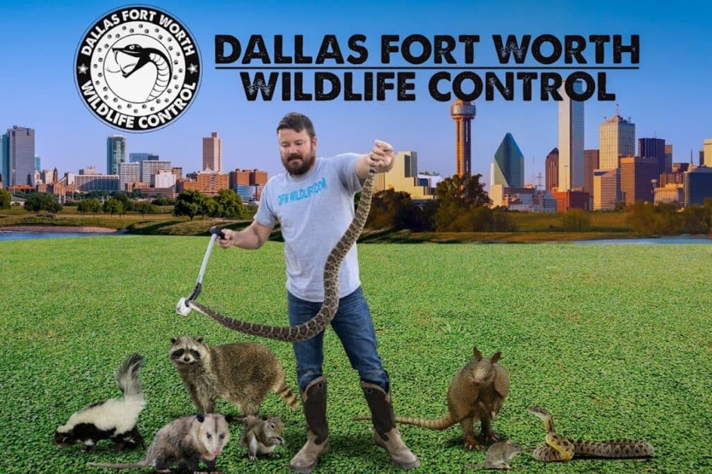 Raccoon Control Specialist Keller Texas | DFW Wildlife Control